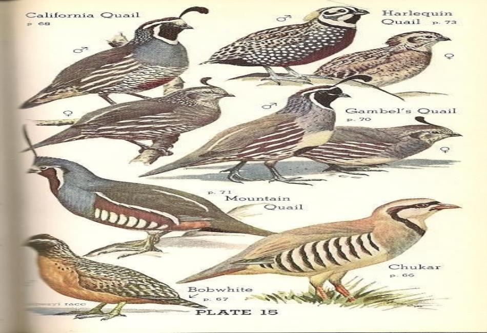 Quail Birds: A Comprehensive Guide to These Fascinating Creatures
