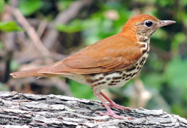 Thrush Birds: Melodious Singers and Vital Players in the Ecosystem