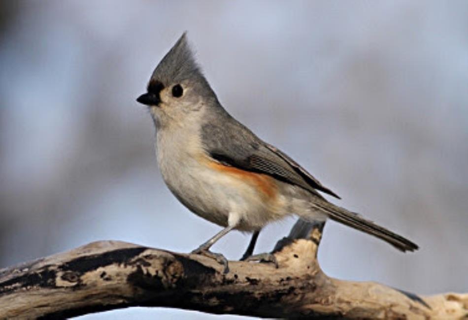 The Tufted Titmouse: A Charming Songbird of North America