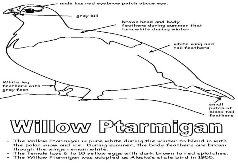 The Willow Ptarmigan: A Hardy Bird of the Arctic