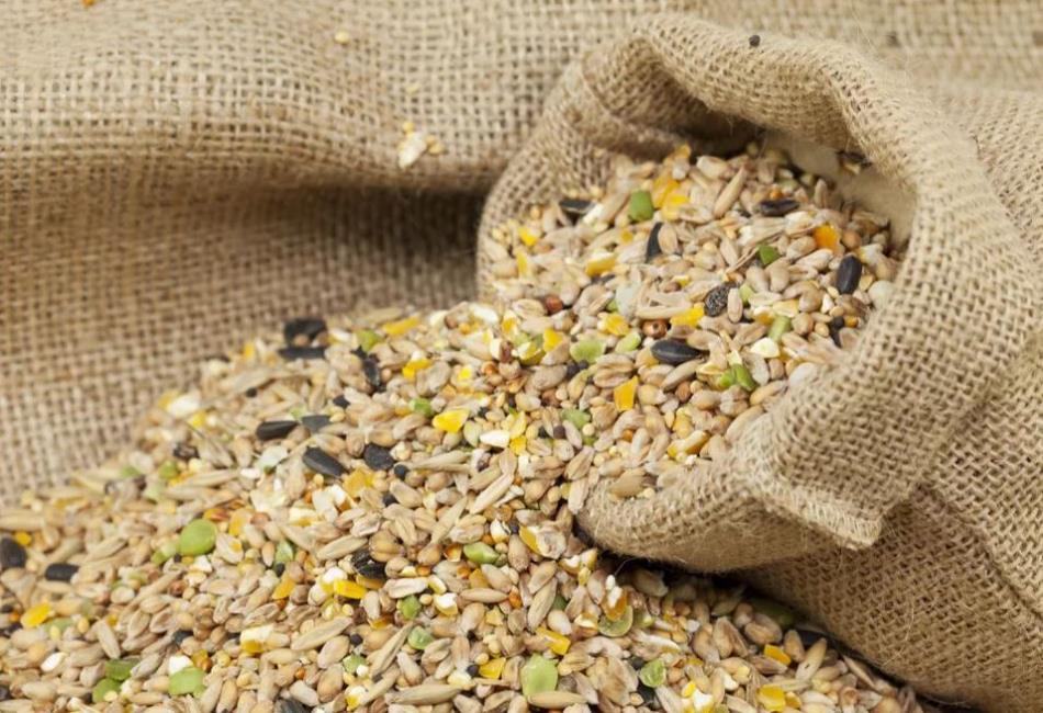 A Complete Guide to Bird Seed: Types, Benefits, and Tips for Bird ...