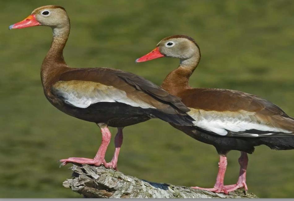 Black-Bellied Whistling Duck: A Fascinating Waterfowl of the Americas