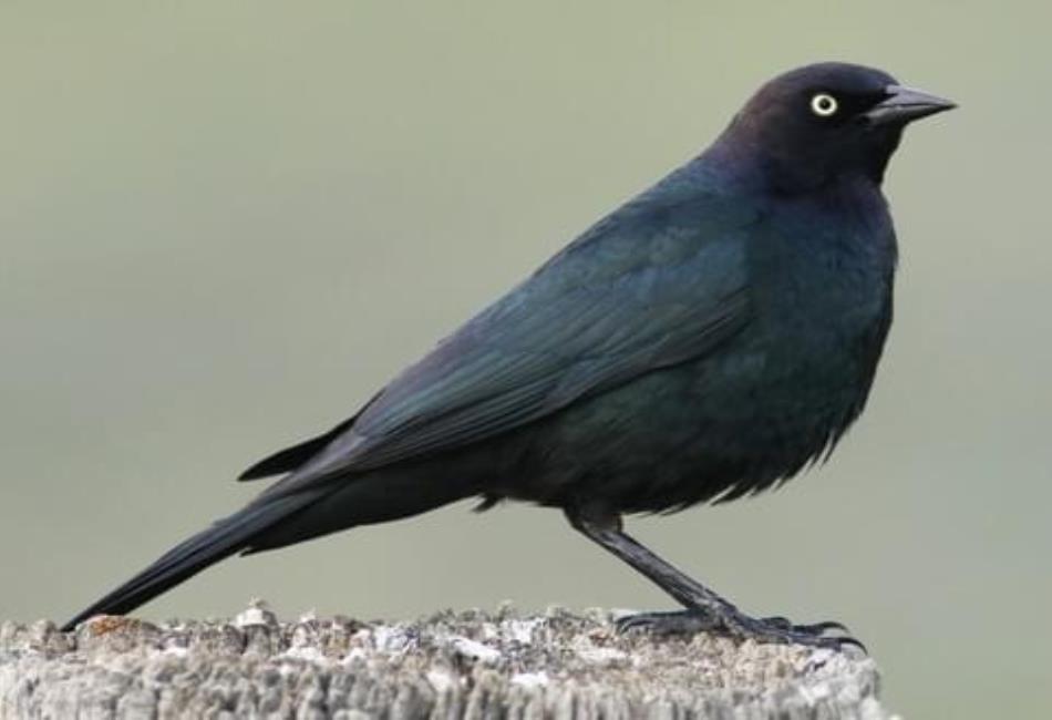 Black Birds: The Fascinating World of Dark-Feathered Avians