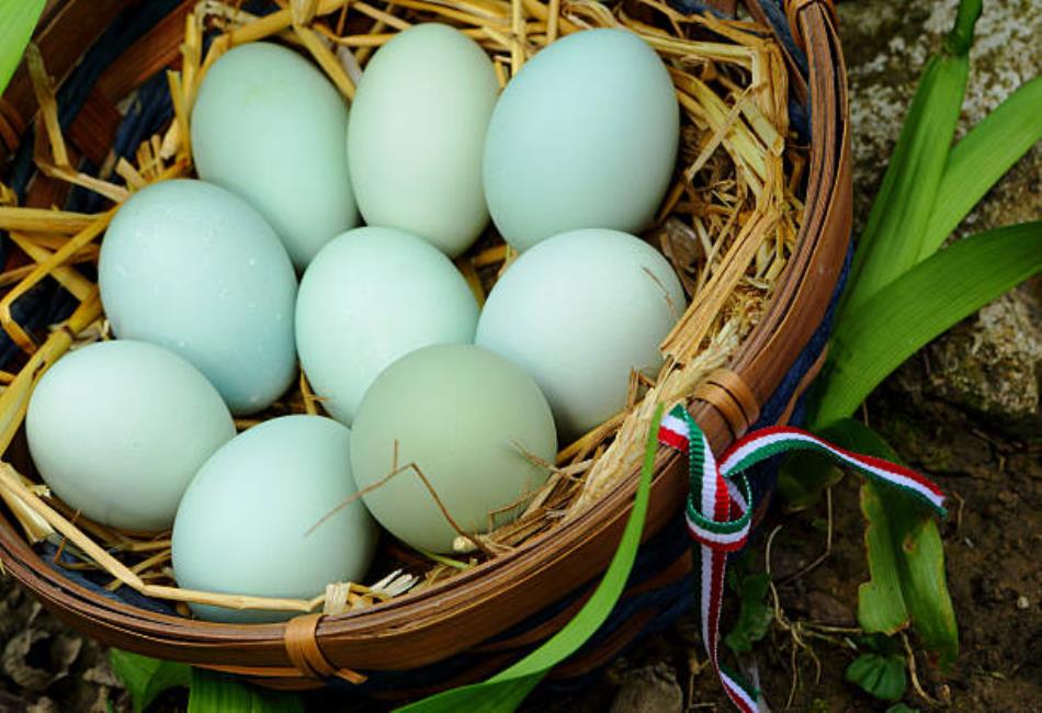 Blue Eggs: A Fascinating Look at Nature's Uncommon Hue