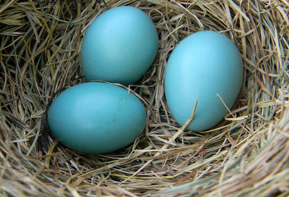Blue Eggs: A Fascinating Look at Nature's Uncommon Hue