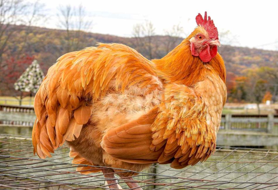 Understanding Chicken Lifespan: Factors, Breeds, and Care