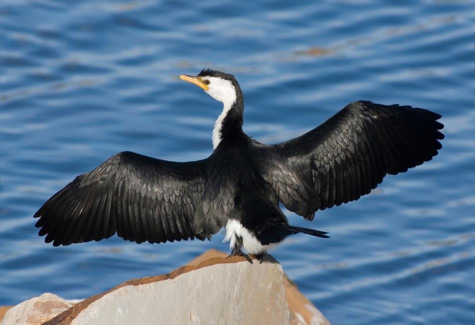The Cormorant: A Fascinating Aquatic Bird