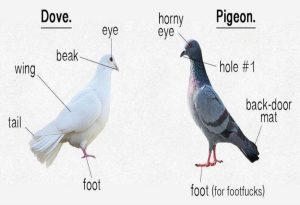 Dove vs. Pigeon: Understanding the Differences and Similarities