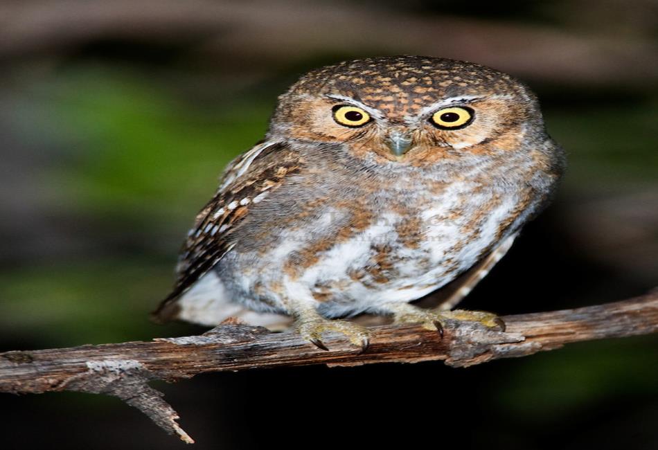 The Elf Owl: Nature’s Tiny Nocturnal Wonder