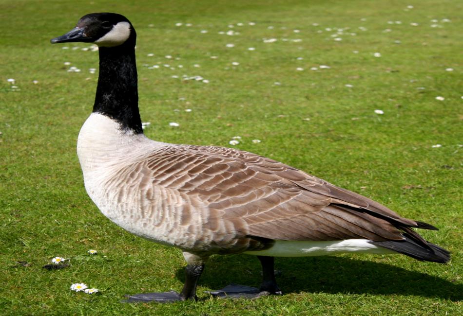 Understanding Goose Mouth: Anatomy, Functions, and Unique Features