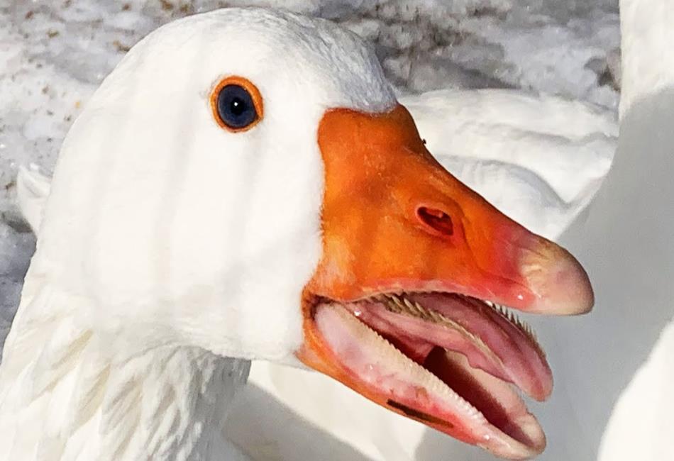 Understanding Goose Mouth: Anatomy, Functions, and Unique Features