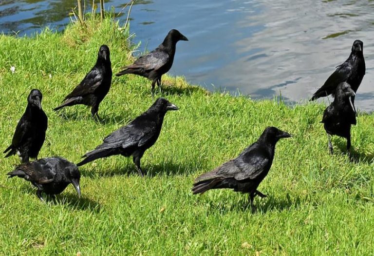 A Fascinating Look at a Group of Ravens: Nature's Enigmatic Birds