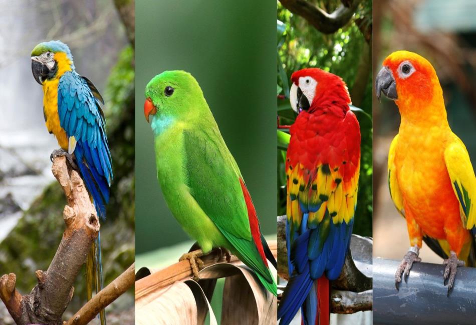 How Long Do Parrots Live? A Guide to Parrot Lifespan and Care