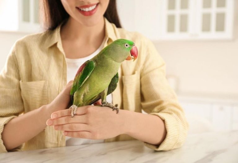 How Long Do Parrots Live? A Guide to Parrot Lifespan and Care