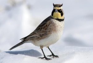 Lark Bird: Nature’s Songbird and Its Fascinating World