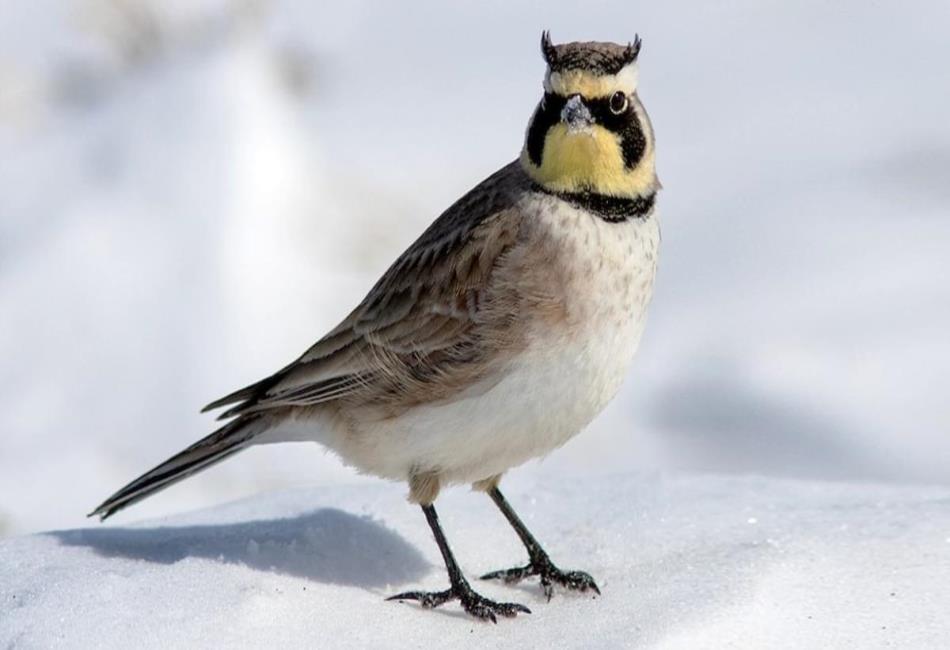 The Alabama State Bird: The Northern Flicker