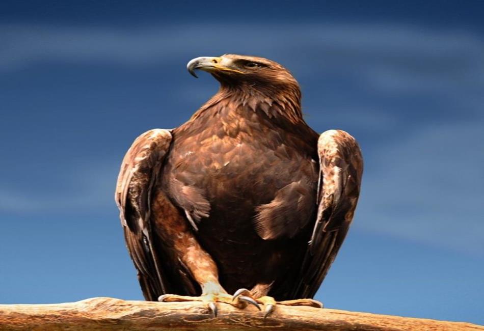 The Mexican Eagle: Symbol of Strength and Cultural Heritage