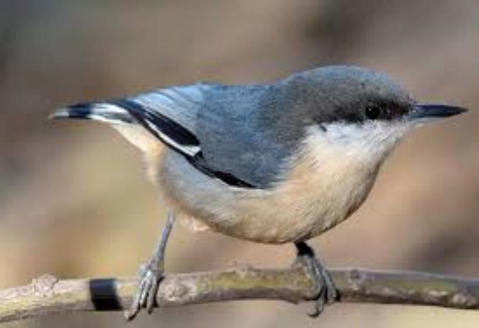 Nuthatches: Agile Acrobats of the Bird World