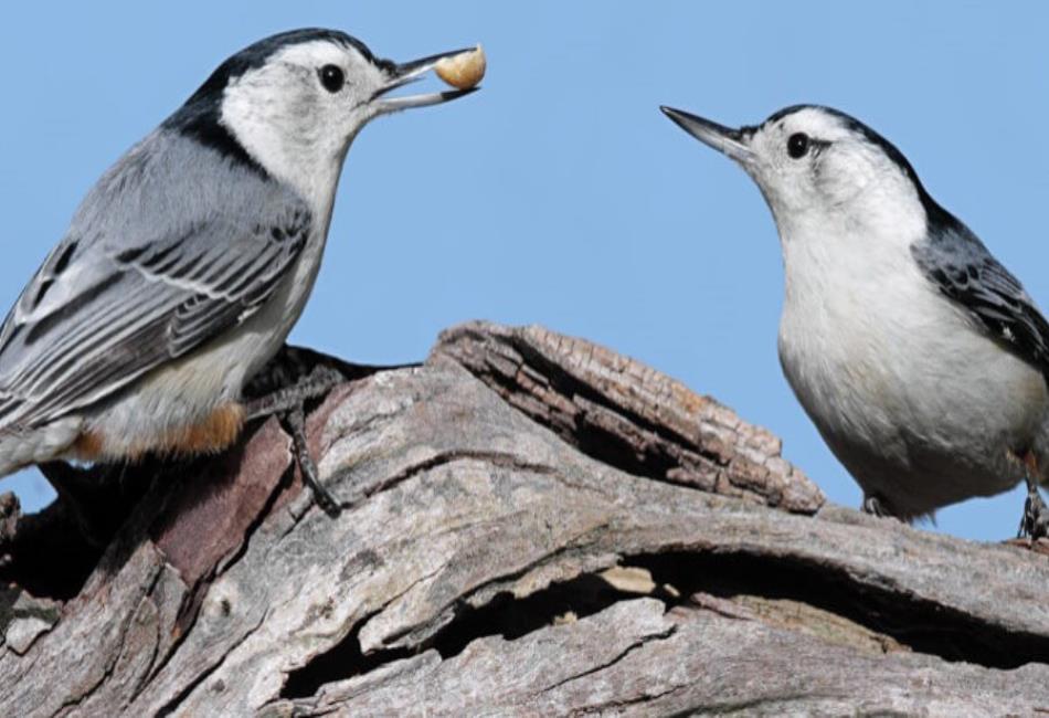Nuthatches: Agile Acrobats of the Bird World