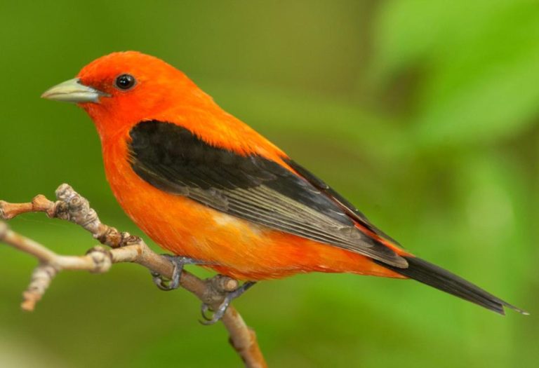 The Orange Bird: A Beloved Icon of Disney History
