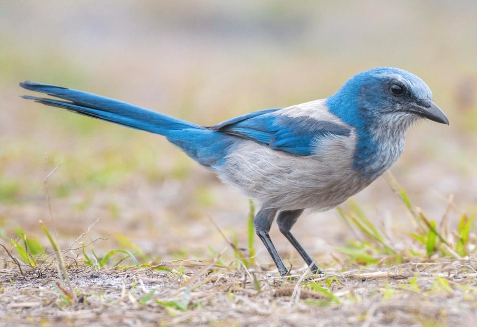 The Scrub Jay: A Remarkable Bird of Intelligence and Charm