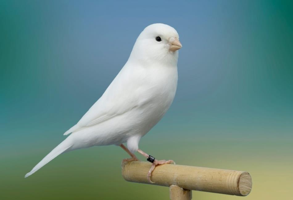 White Birds: Nature's Graceful and Serene Beauties