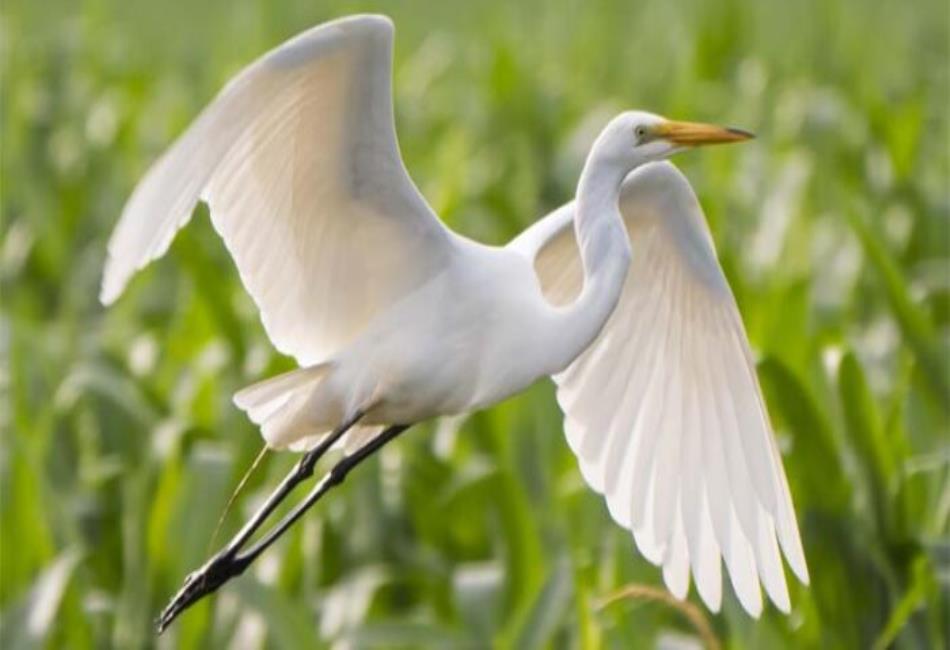 White Birds: Nature's Graceful and Serene Beauties