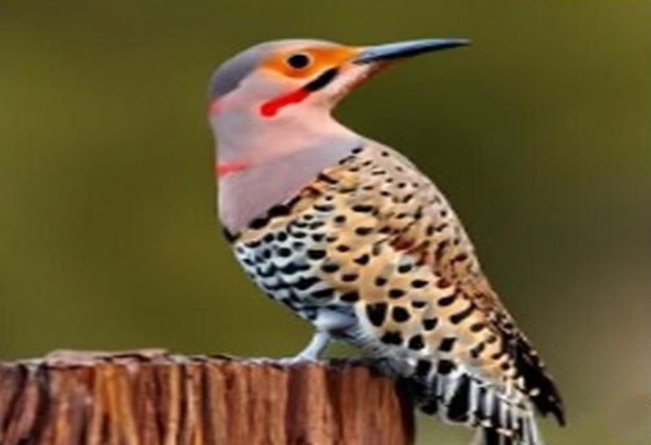 The Alabama State Bird: The Northern Flicker