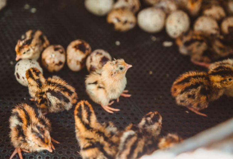 Baby Quail: A Comprehensive Guide to These Adorable Hatchlings
