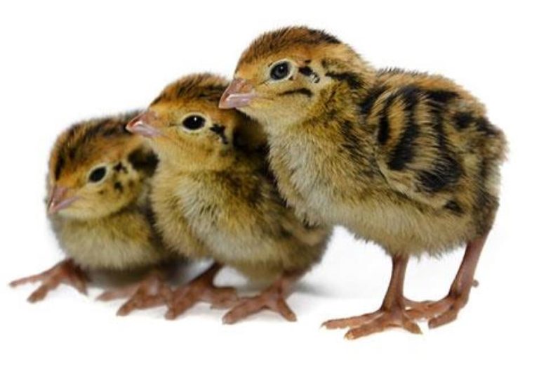 Baby Quail: A Comprehensive Guide to These Adorable Hatchlings