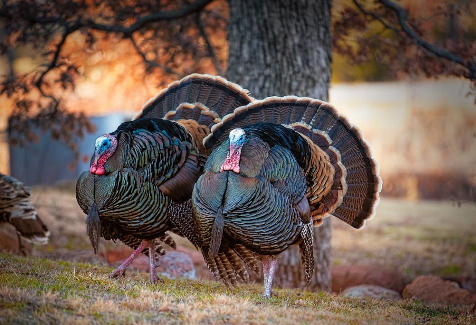 Can Turkeys Fly? Exploring the Flight Capabilities of These Iconic Birds
