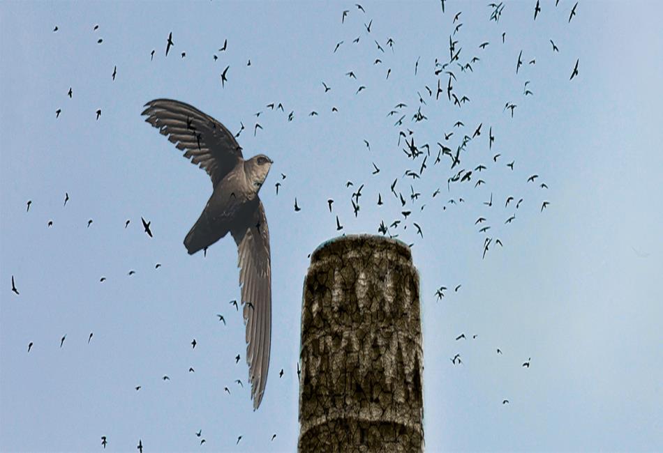 Chimney Swift: The Aerodynamic Marvel of the Skies