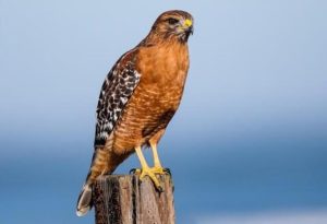 Red Hawk: A Majestic Bird of Prey