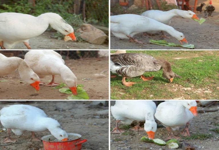 What Do Geese Eat? A Comprehensive Guide