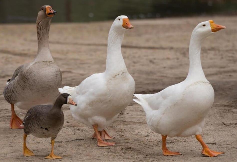 The Graceful White Goose: A Symbol of Elegance and Utility