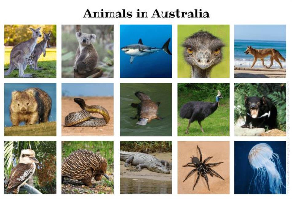 Australian Animals: Unique Wildlife of the Land Down Under