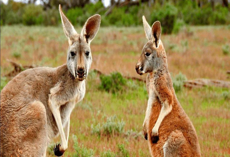 Australian Animals: Unique Wildlife of the Land Down Under