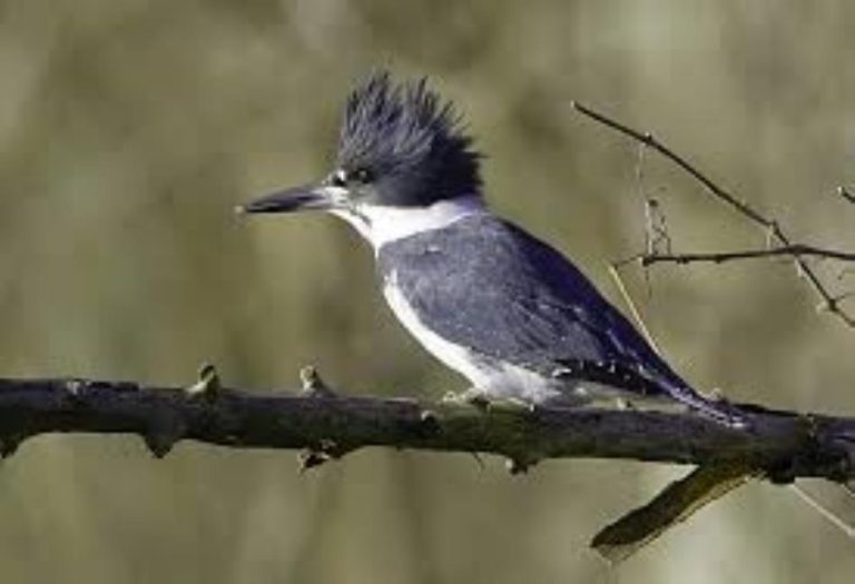 Belted Kingfisher: The Dynamic Fisher of North America