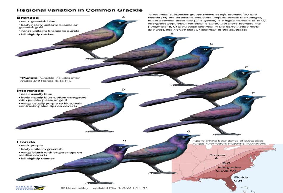 The Common Grackle: A Fascinating and Adaptable Bird