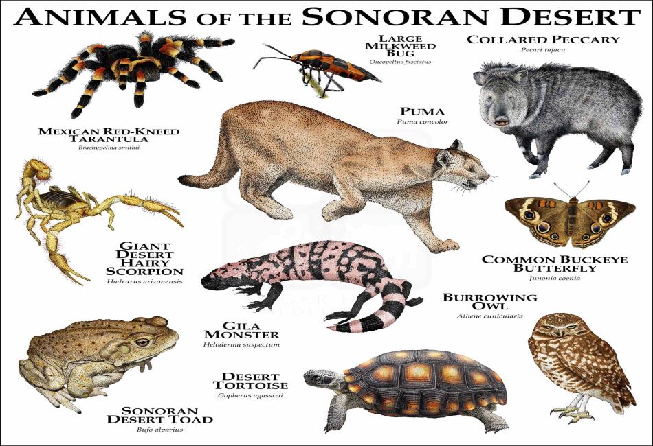 Survival in the Sands: A Comprehensive Guide to Desert Animals