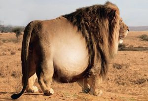 The Fascinating World of Fat Animals: How Nature Uses Fat for Survival ...