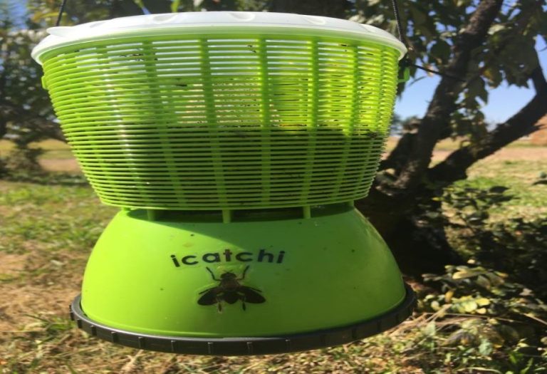 Fly Catchers: Types, Benefits, and How to Choose the Best One
