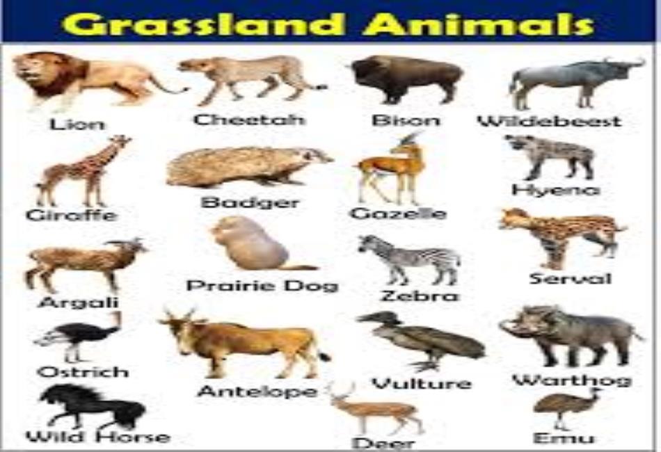 Grassland Animals: Wildlife of the World's Vast Plains