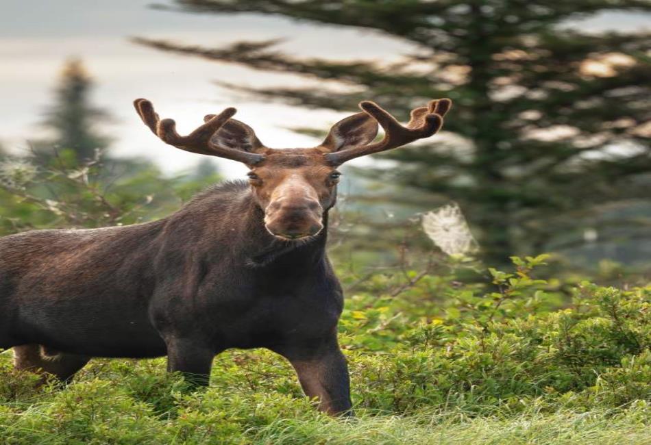 Maine State Animal: The Majestic Moose and Its Role in the Pine Tree State