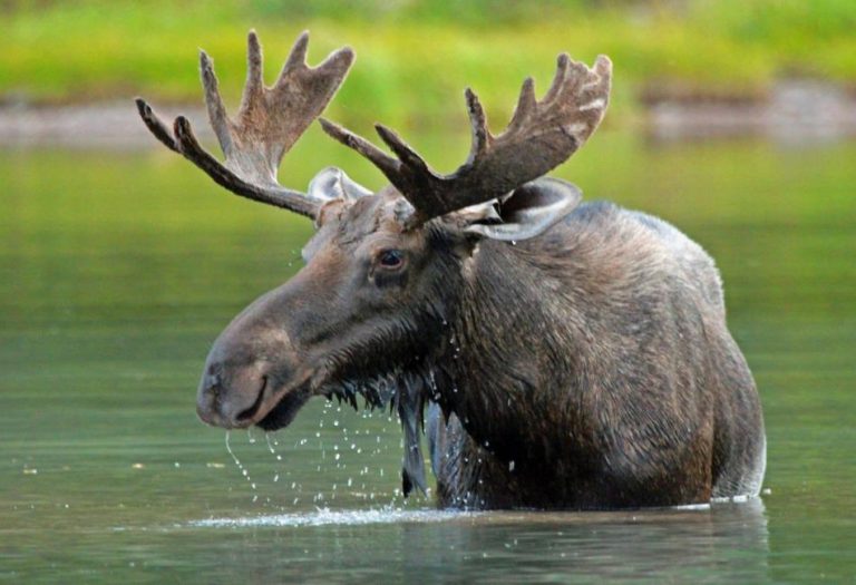 Maine State Animal: The Majestic Moose and Its Role in the Pine Tree State