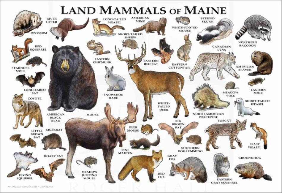 Maine State Animal: The Majestic Moose and Its Role in the Pine Tree State
