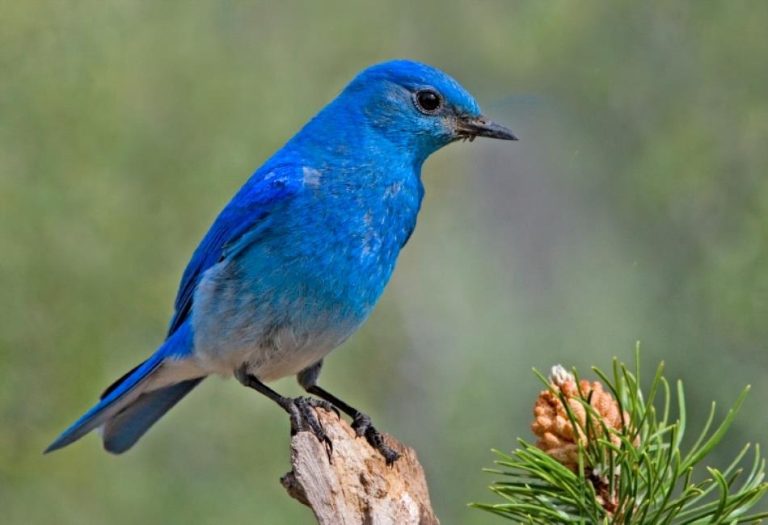 The Mountain Bluebird: A Symbol of Beauty in the Wild