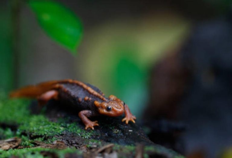Newts: Fascinating Amphibians of the Wild