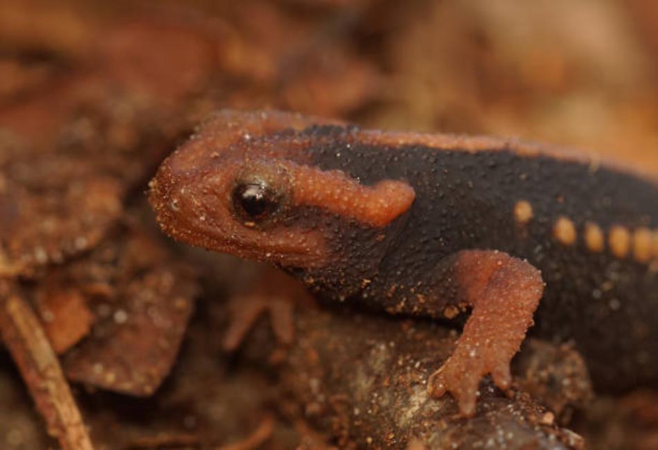 Newts: Fascinating Amphibians of the Wild