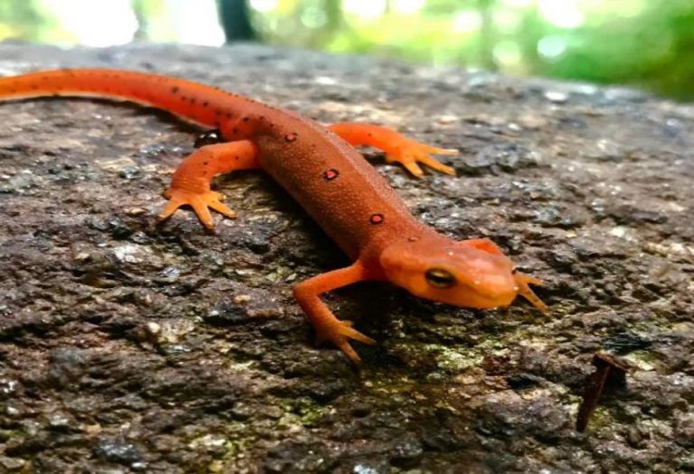 Newts: Fascinating Amphibians of the Wild